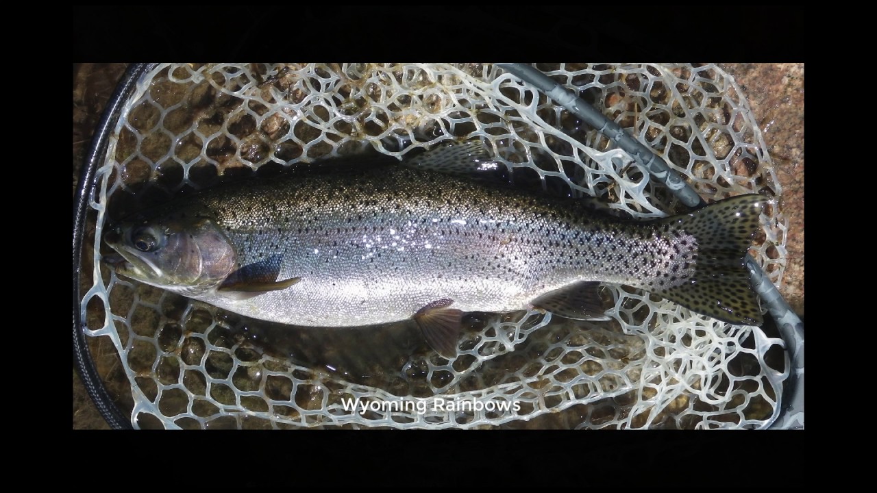 Grey Reef Fishing Trip 2017 - YouTube