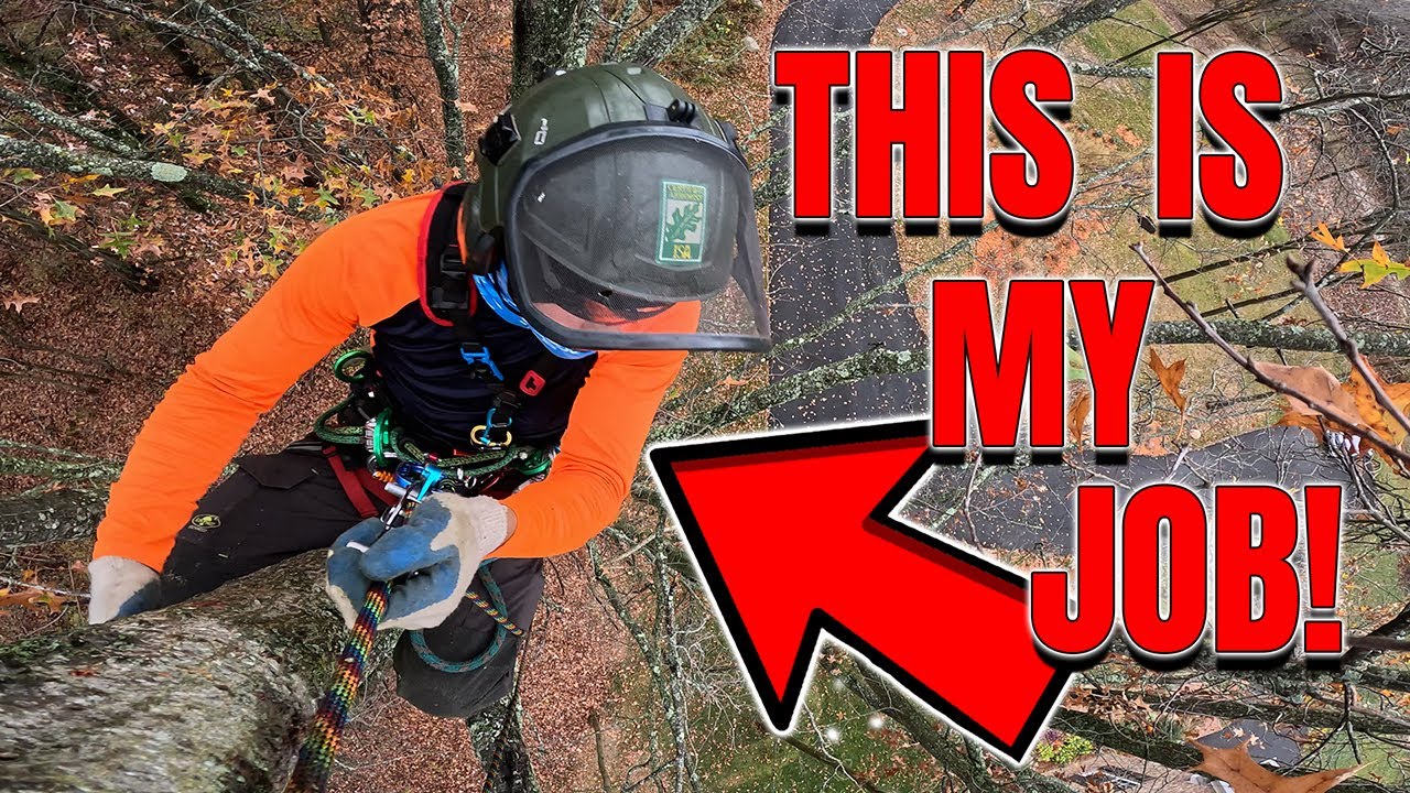 Come To Work With A Climbing Arborist! - YouTube