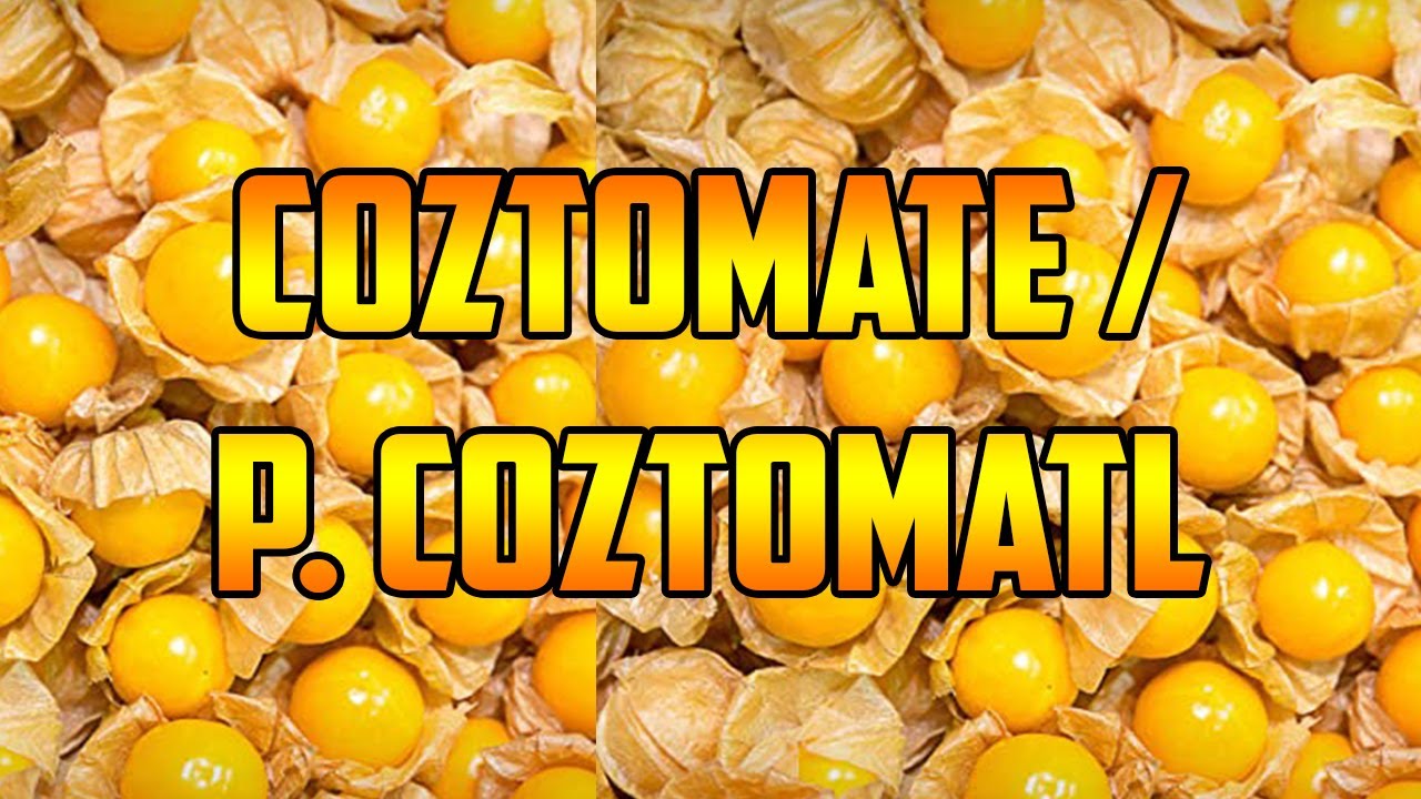PARA QUE SIRVE🌿COZTOMATE🌿BENEFICIOS🌿Physalis coztomatl 🌿COSCOMATE🌿 ...