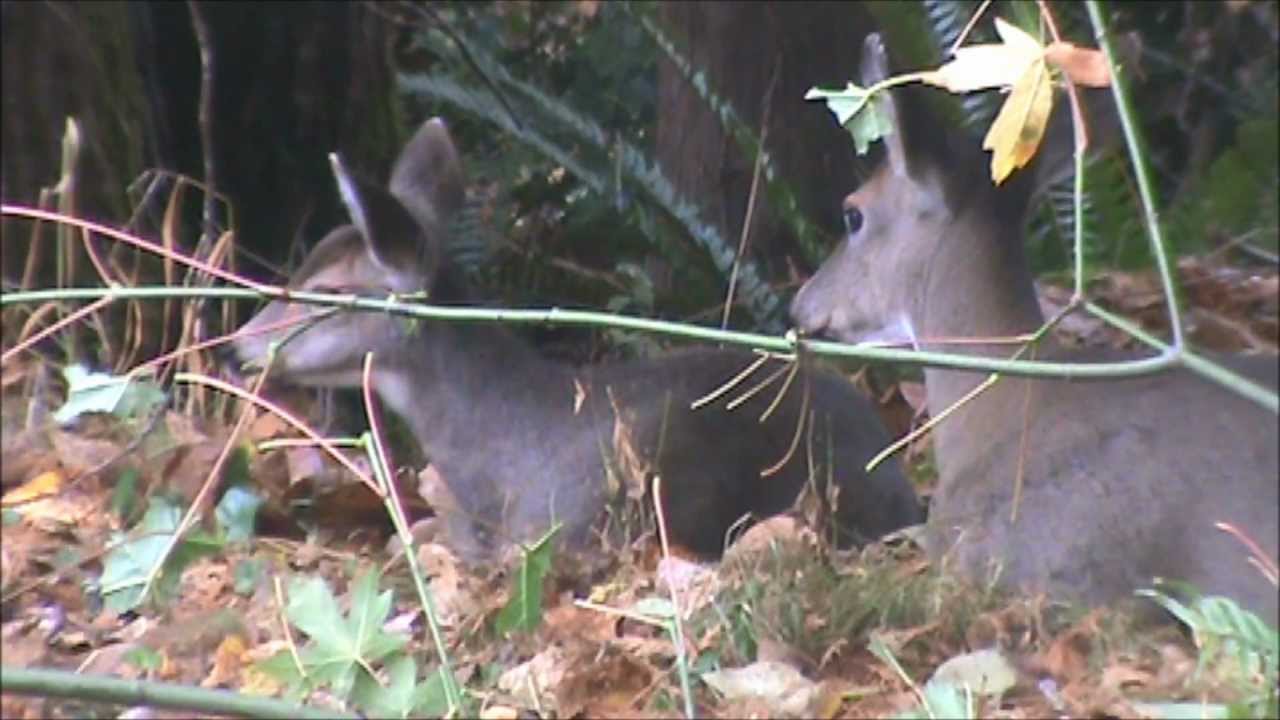 Resident Deer Cuddling In Our Yard - YouTube