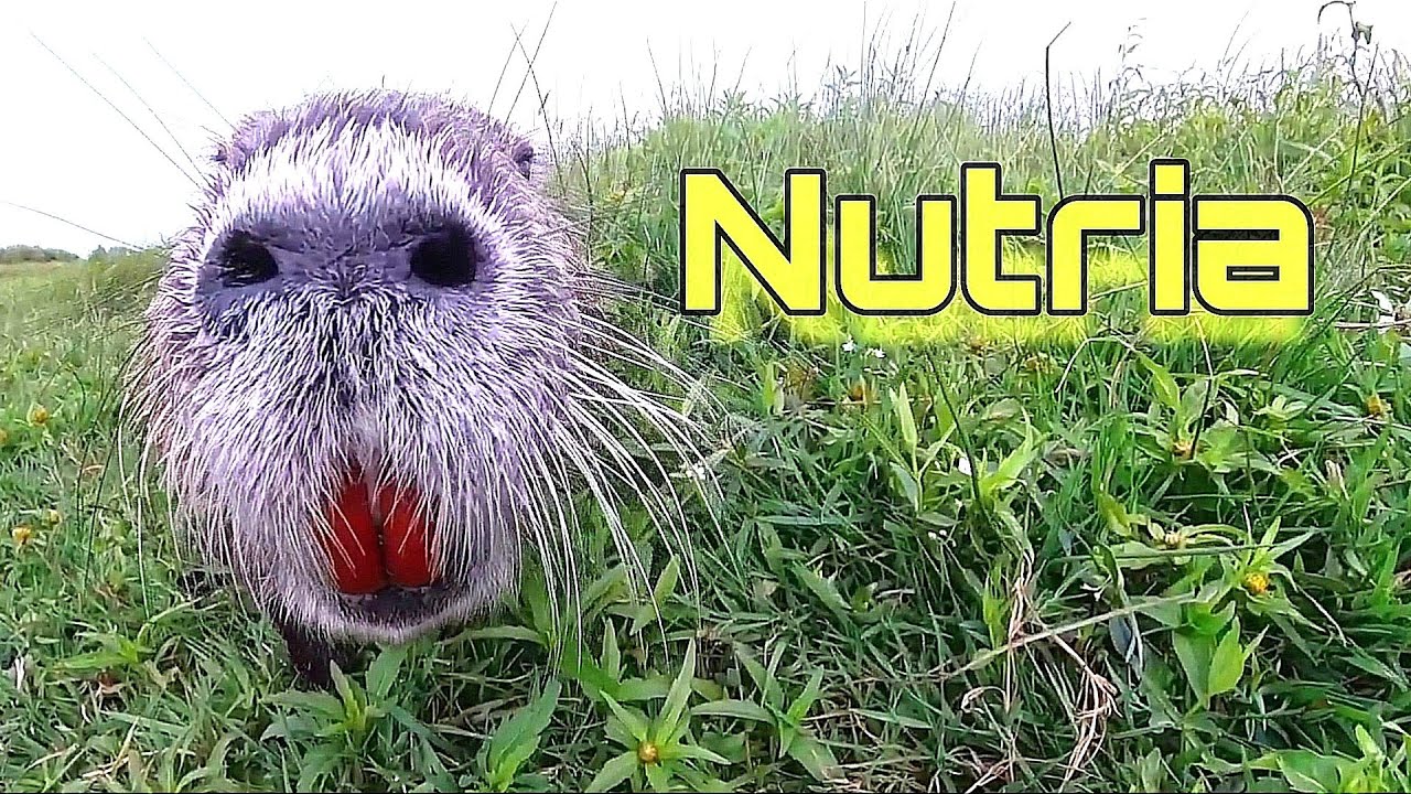 Nutria🦘 - YouTube