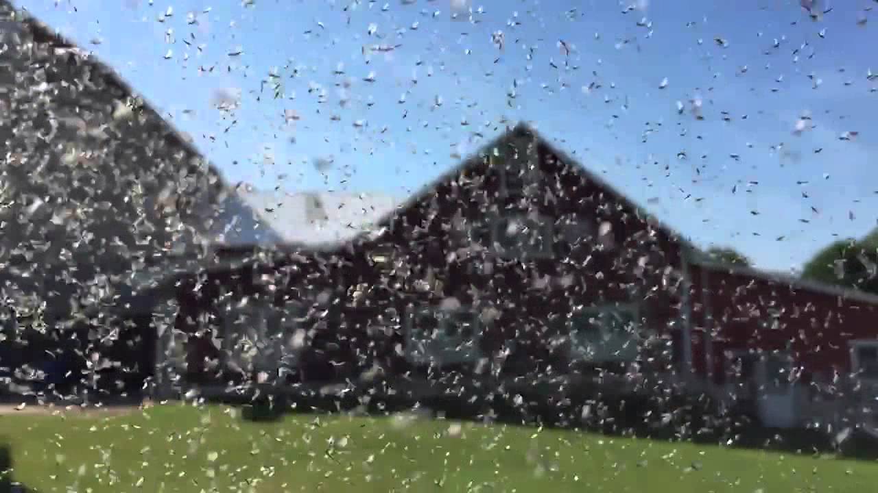 Slow-Motion Gnat Cloud - YouTube