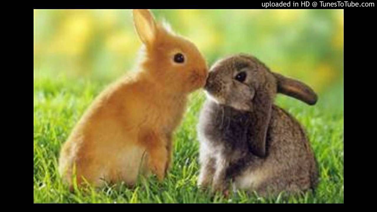 Elmer J Thudd-Rabbit Hating Me RABBLE - YouTube