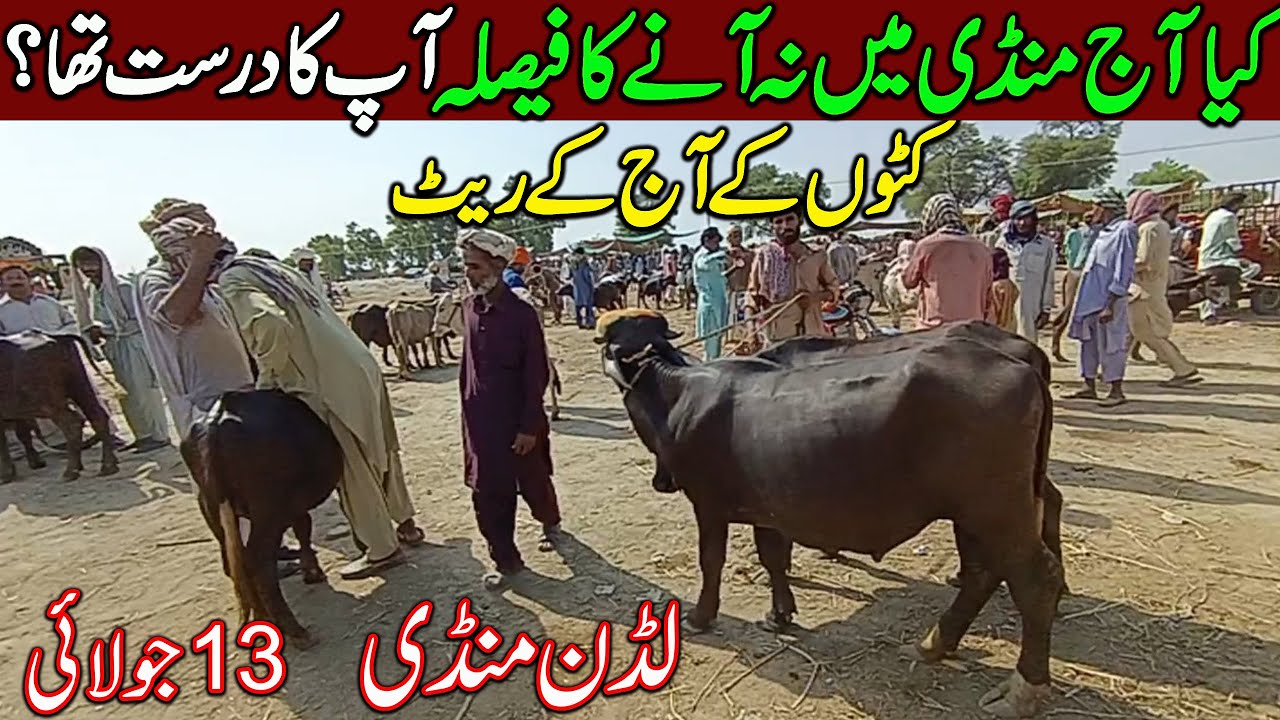 Nili Ravi Buffalo Kattay Jhotay Latest Price Update In Luddan Cattle ...