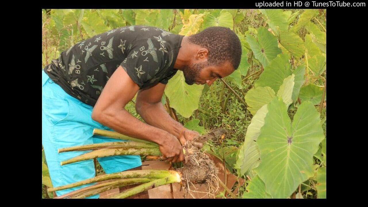 Agrobuzz - Growing more dasheen under Production Incentive Programme ...