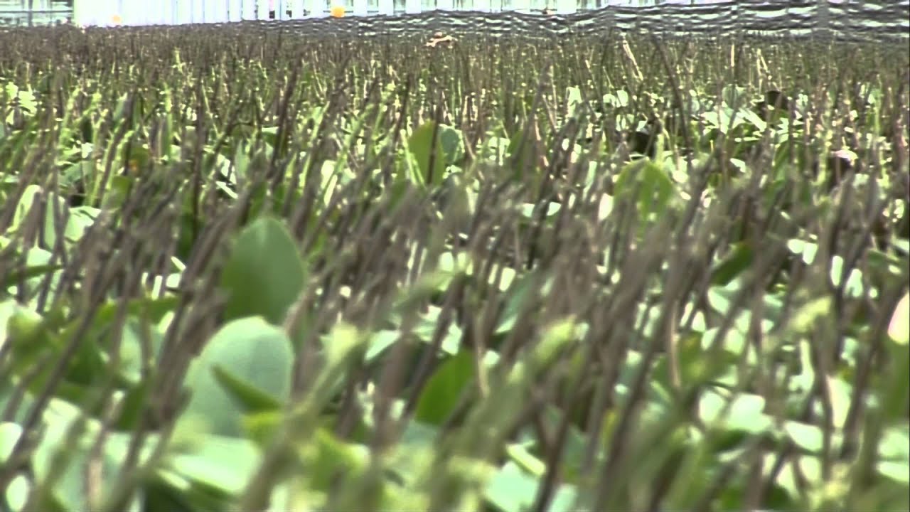 3 Blad en knopvorming - YouTube