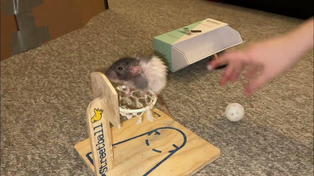 Butter drawer fetch + basketball - YouTube