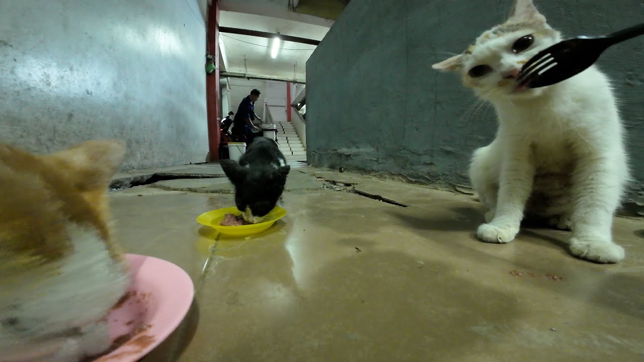 Happy stray cats feeding 63 - YouTube