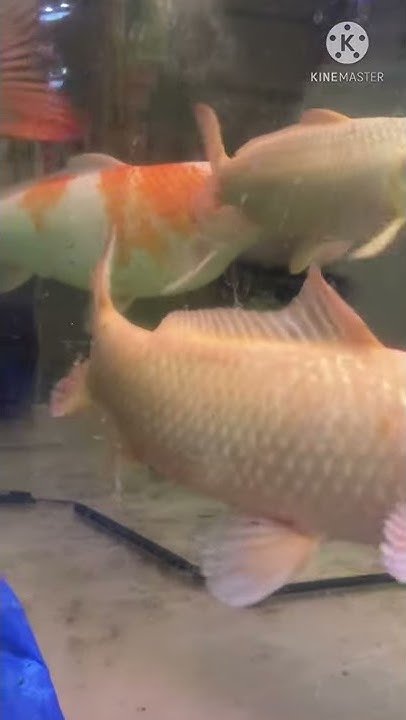 Cá kol bụng bự ở Nga #shorts@k4vlog - YouTube