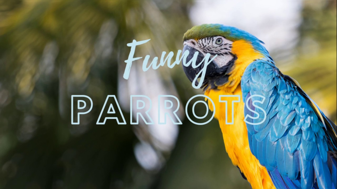 Funny Parrots- Funny Parrots Compilation Video Funny Moments - YouTube