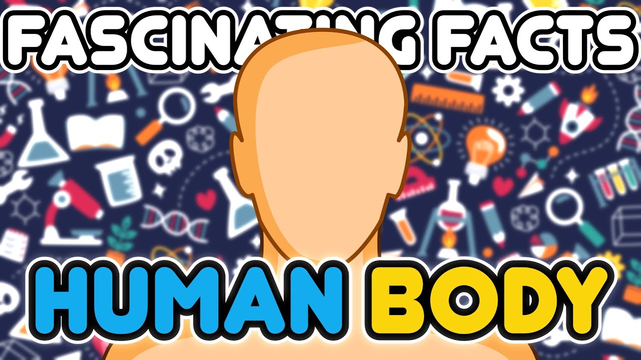 The Amazing and Wonderful Facts and Trivia of the Human Body! 🦴 - YouTube