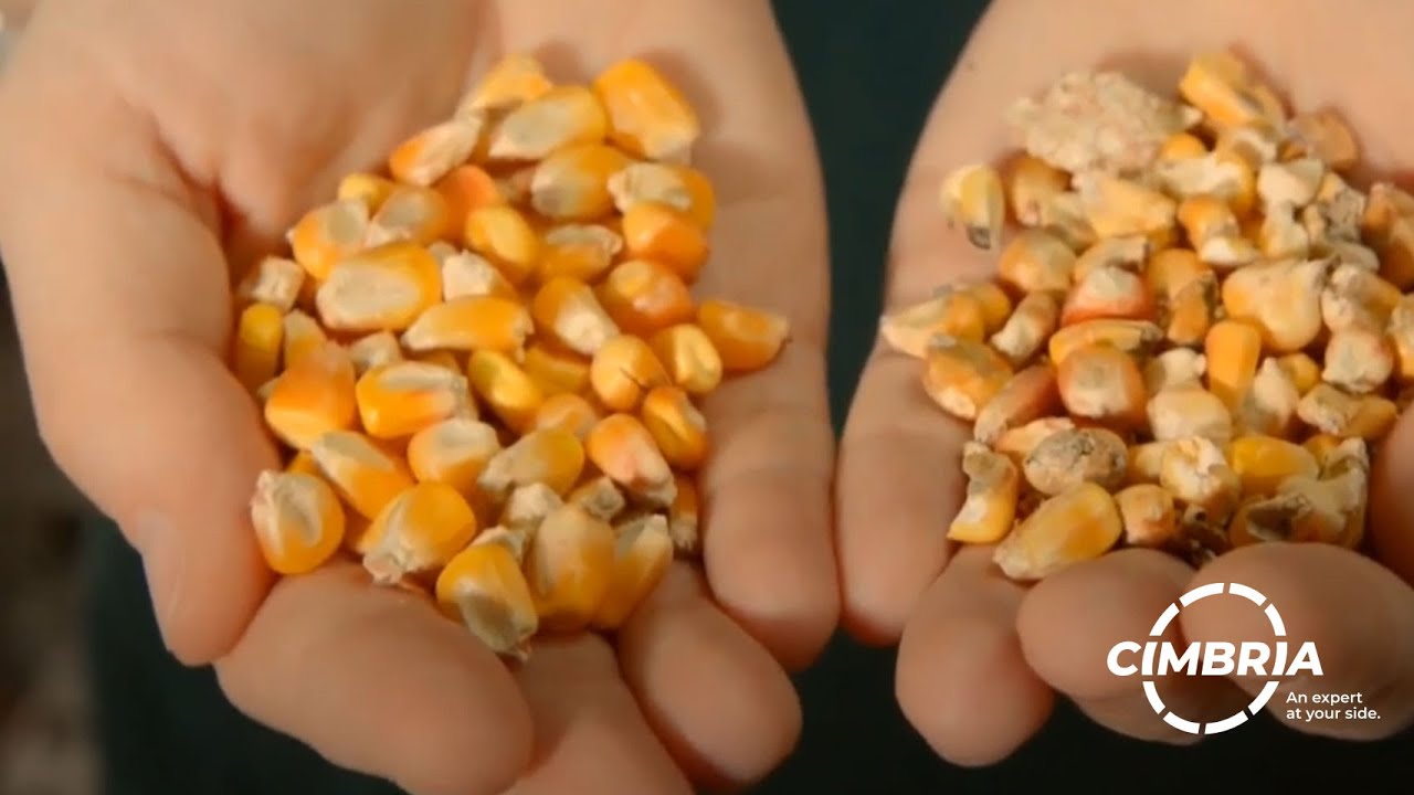 Cimbria's corn processing: gravity separation and colour sorting - YouTube