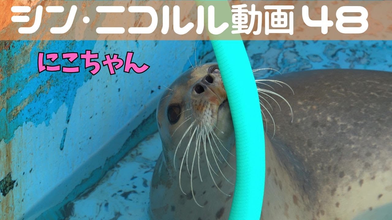 シン・ニコルル動画48 / Shin Niko-Ruru Video 48 - YouTube