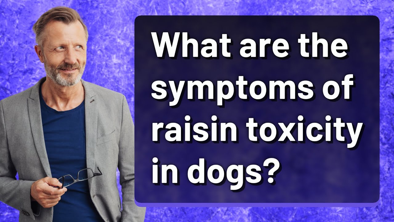 What are the symptoms of raisin toxicity in dogs? - YouTube