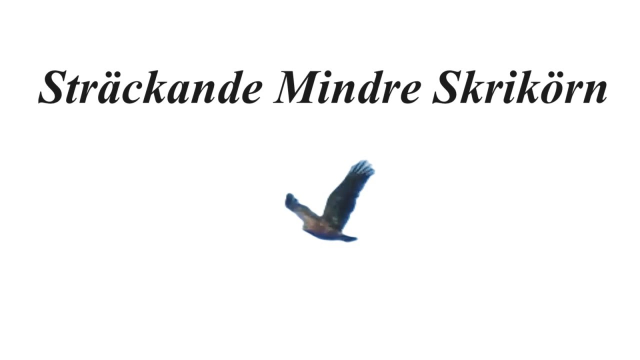 Migrating Lesser Spotted Eagle In Scania Sweden /KD Arvidsson - YouTube