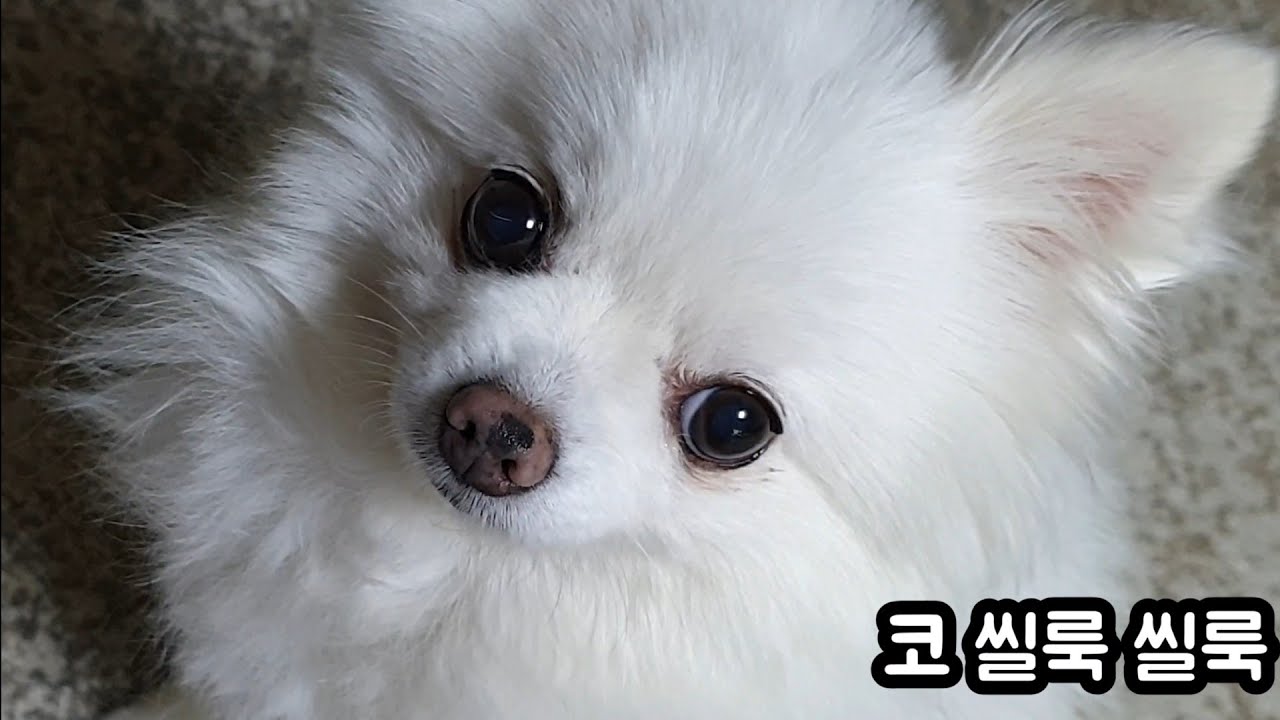 My dog's reaction to me teaching The Snoot challenge 코 개인기 중독자 반려인을 대하는 ...