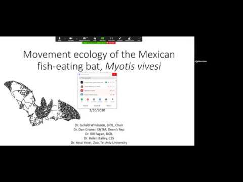 Movement ecology of the Mexican fish-eating bat, Myotis vivesi - YouTube