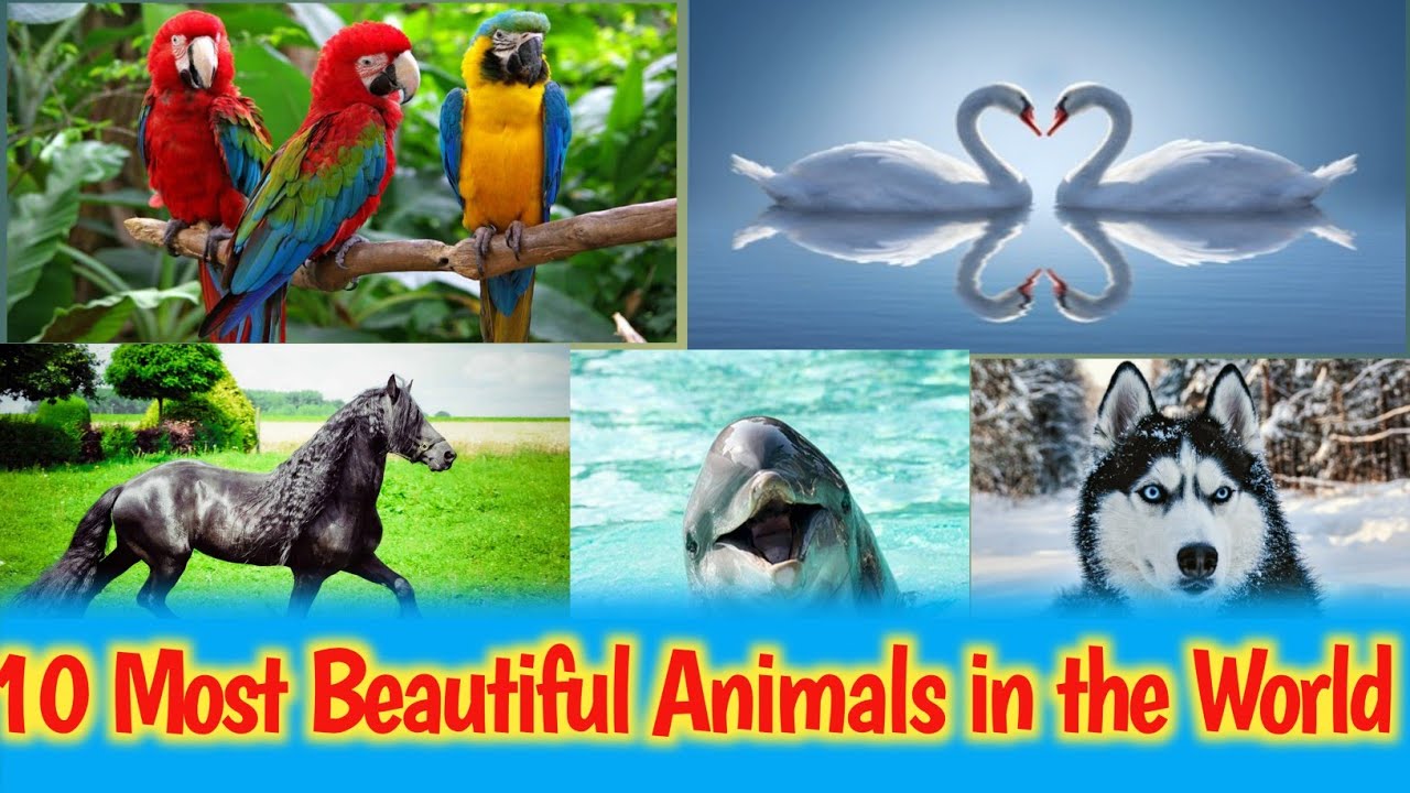 10 Most Beautiful Animals in the World | Most Amazing & Unique Animals ...