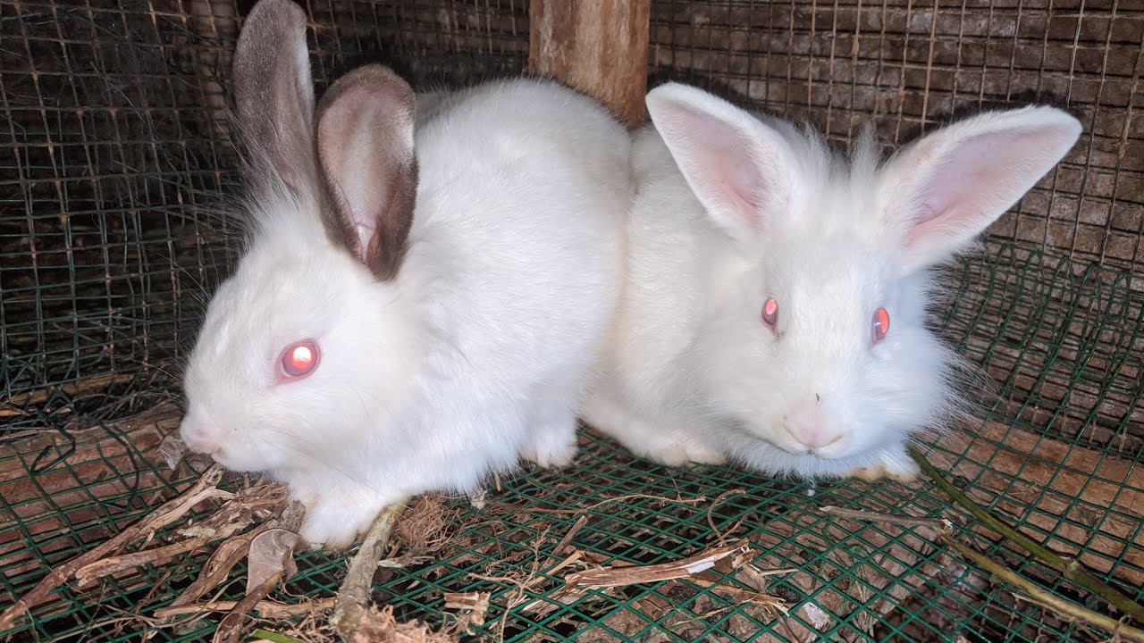 Uko wakora business y'ubworozi bw'inkwavu mu buryo buteye imbere! - YouTube