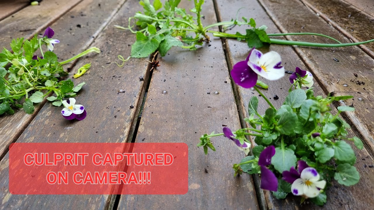 An Unplanned video - this morning's DAMAGE!!! ... And the culprit was ...