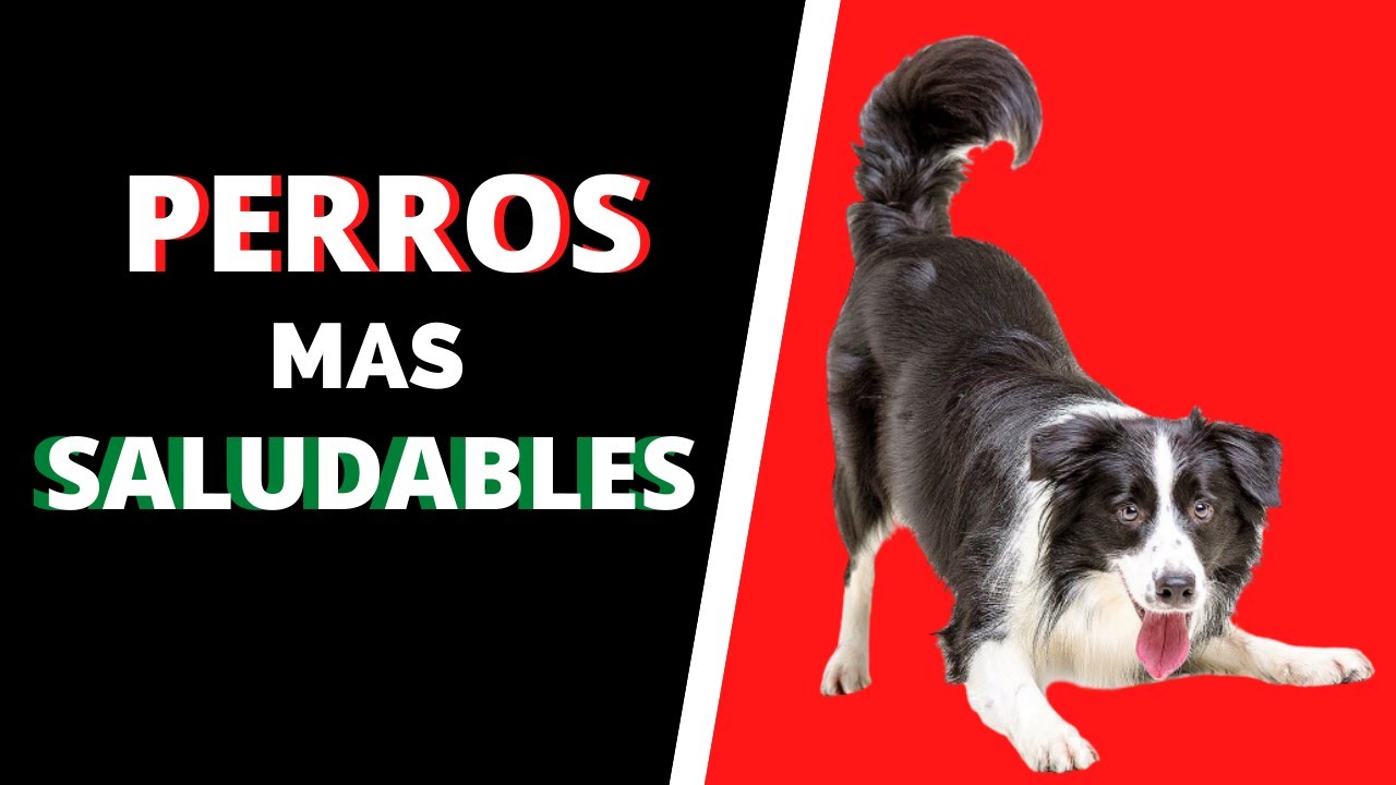 🔥Las 6 razas de perros más saludables.Perros que padecen menos ...