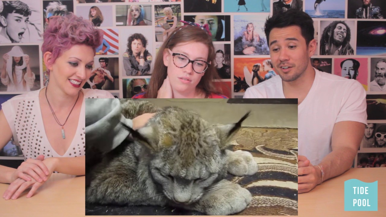Max Canada Lynx - Purring, Petting, REACTION - YouTube