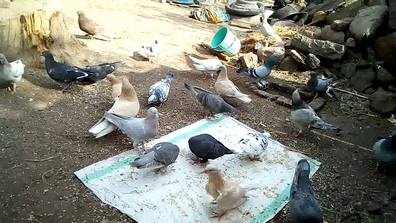 Rear beautiful mix pigeon - YouTube