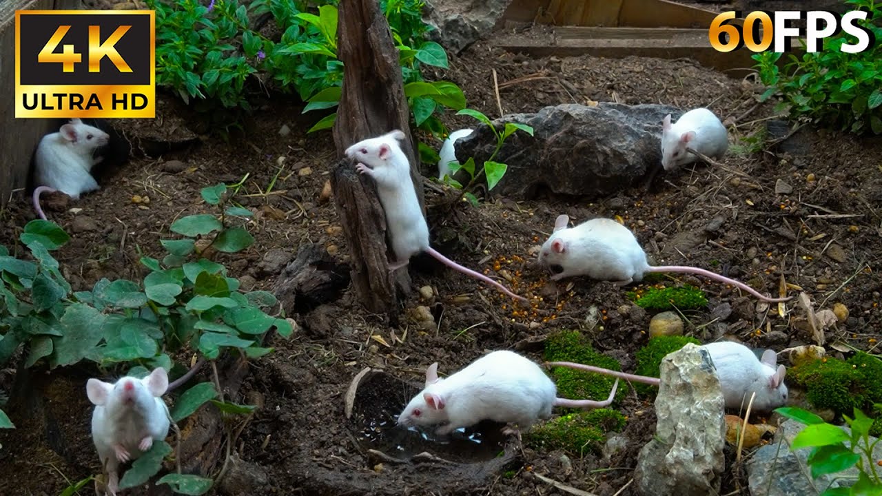 CAT TV: Curious Mice Take Over the Wild – Nonstop Action! 🐭🌿 - YouTube