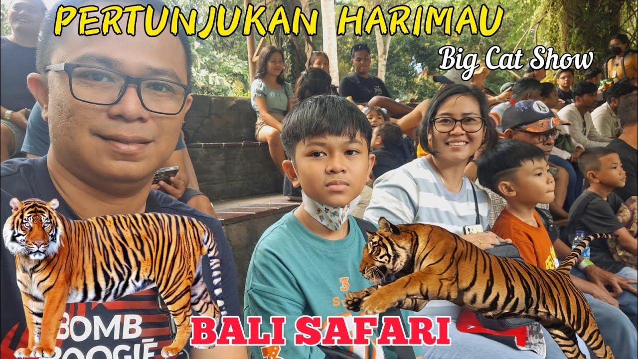 Big Cat Show, Pertunjukan Harimau, Bali Safari - YouTube