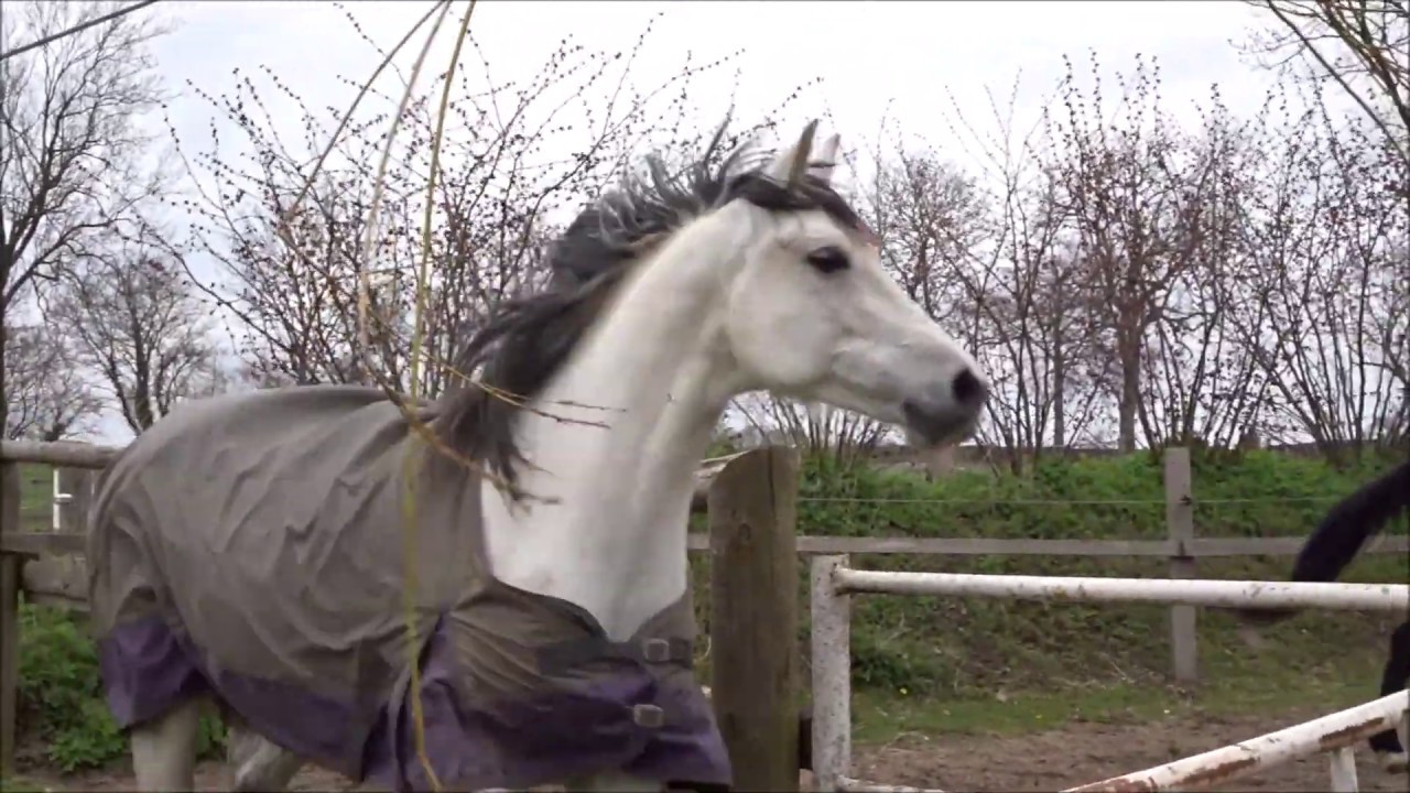 Horse bucking, running, rearing Pt.2 - 2017/18 - YouTube