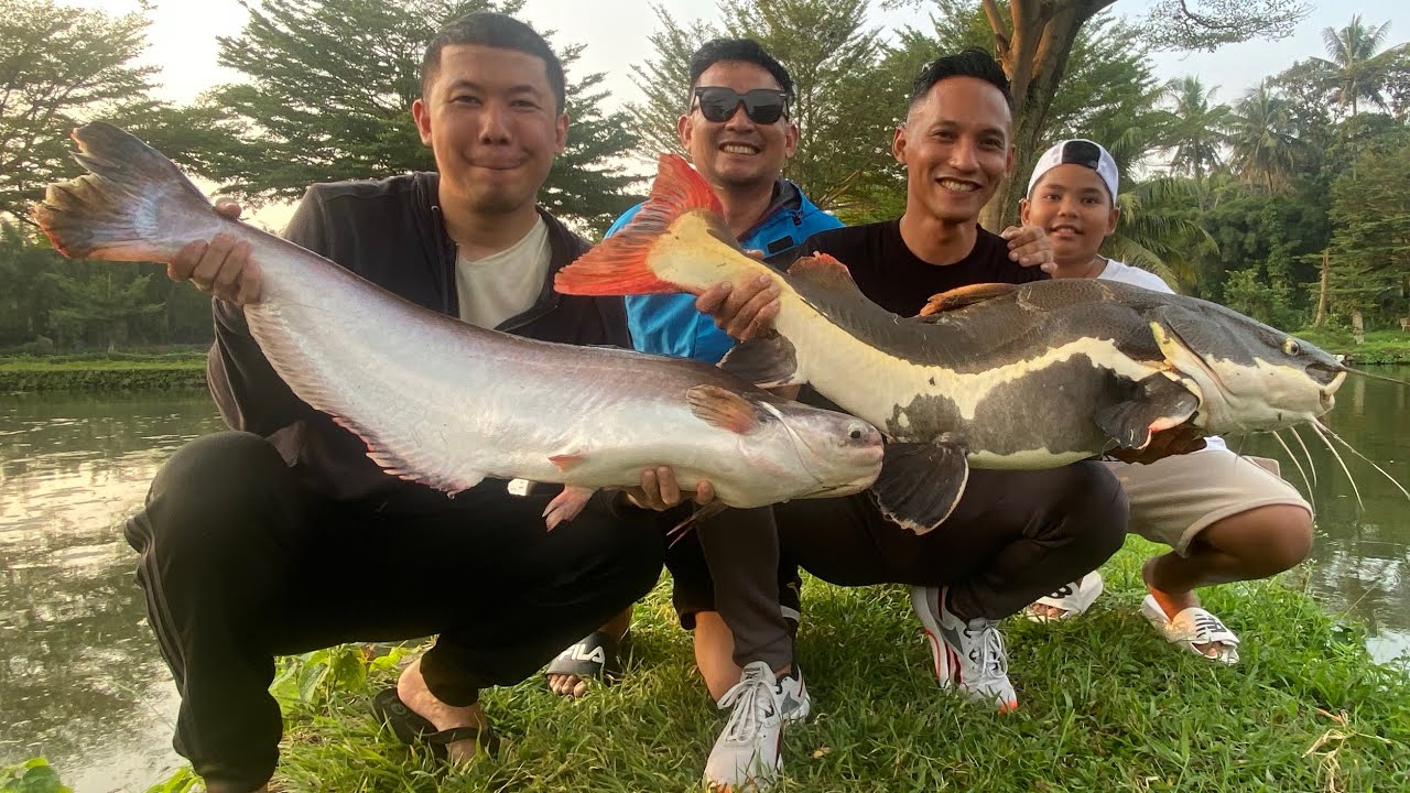 Mancing Redtail catfish || RTC LELE JUMBO sungai Amazon - YouTube