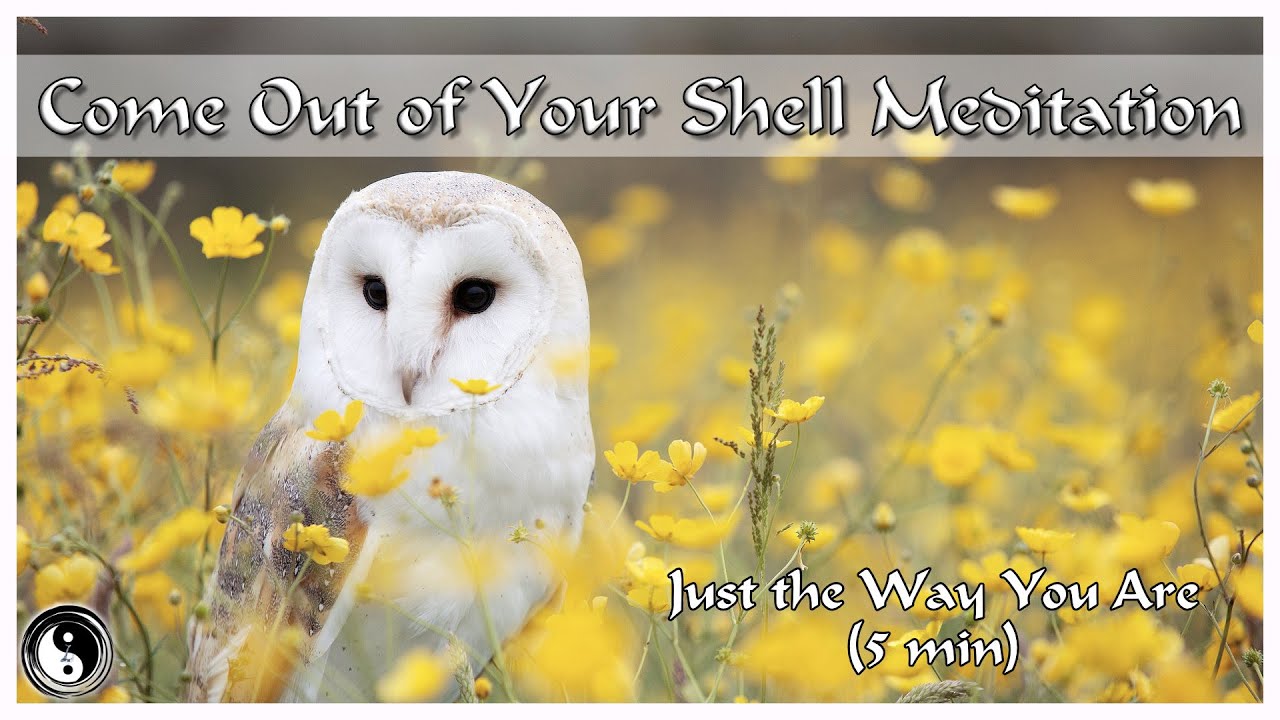 Come Out Of Your Shell Just The Way You Are Meditation 5 Min YouTube come-out-of-your-shell-just-the-way-you-are-meditation-5-min-youtube