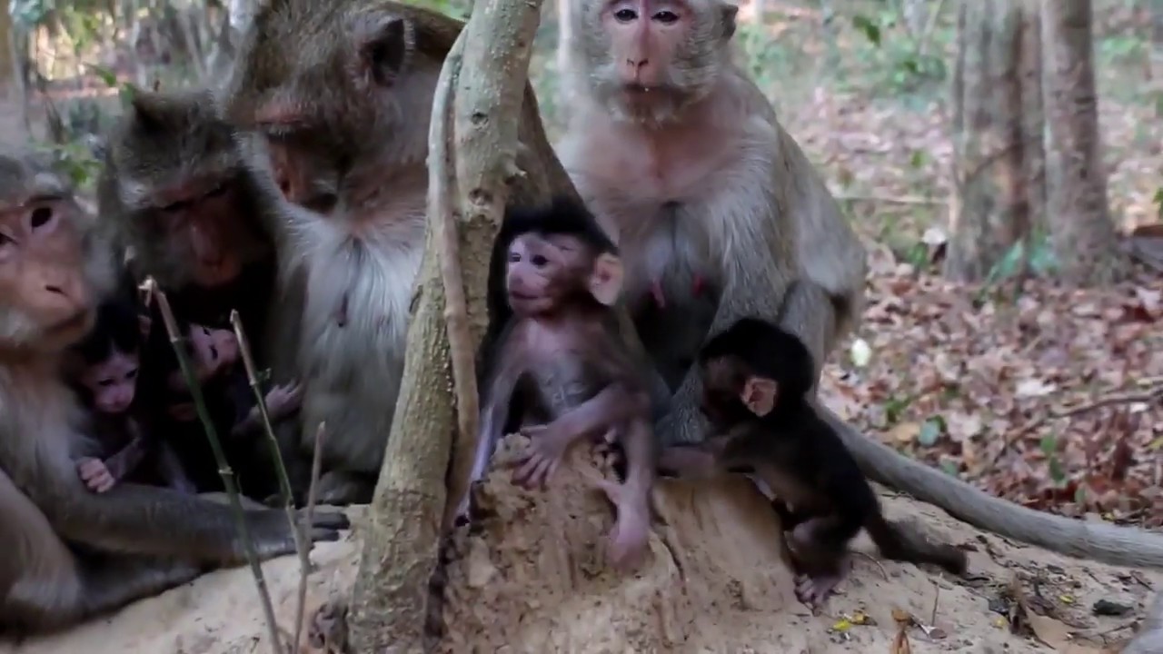 Mummy chito stay look baby afraid falling down the tree mum really love ...