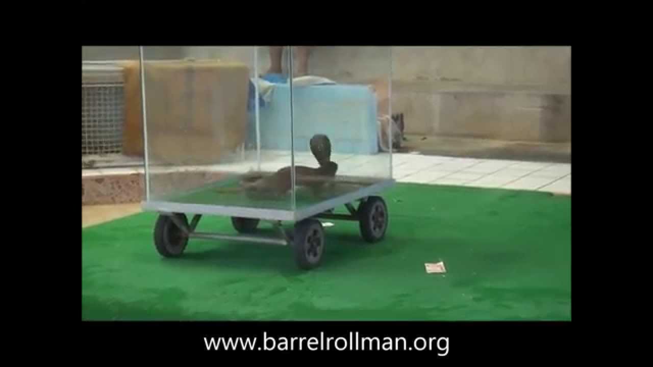 Barrelrollman - Snake Show (Cobra vs Mongoose Cage Fight) - Bangkok ...