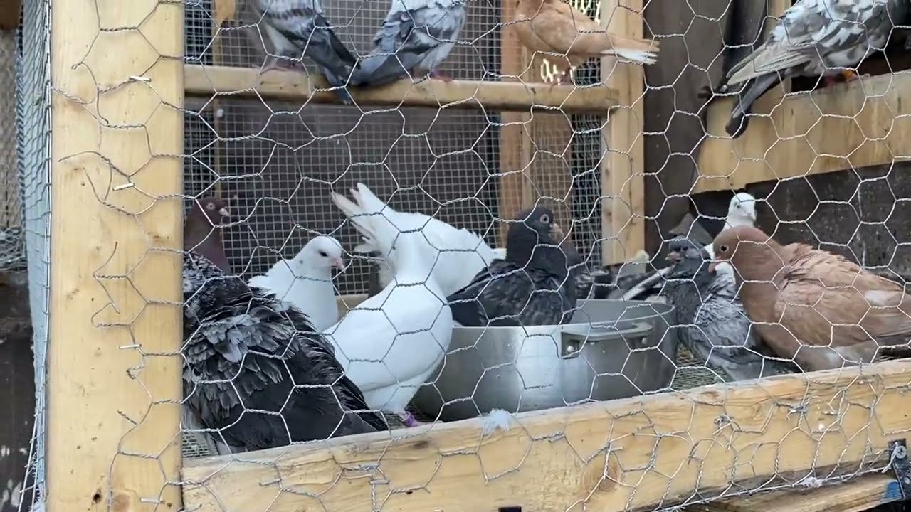 Flying tipplers .. Bathe time for the birds … sky surfers 🏄🏿‍♂️ loft ...