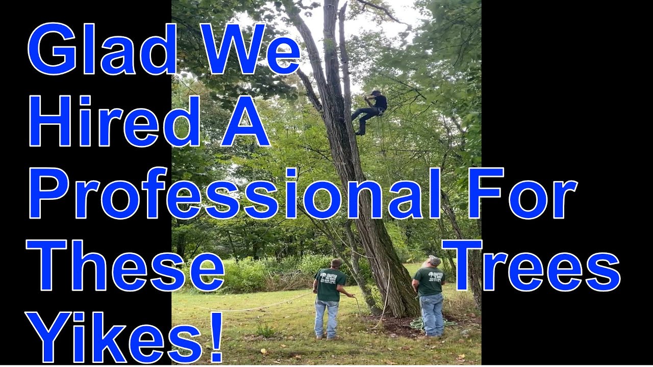 Locust Tree Splits In Half While Cutting It - YouTube
