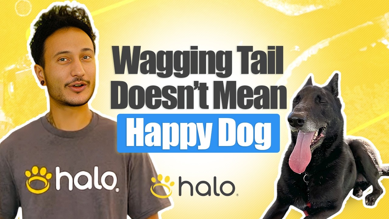 Understanding Dog Body Language: Decode Tails, Ears & Signals with Halo ...