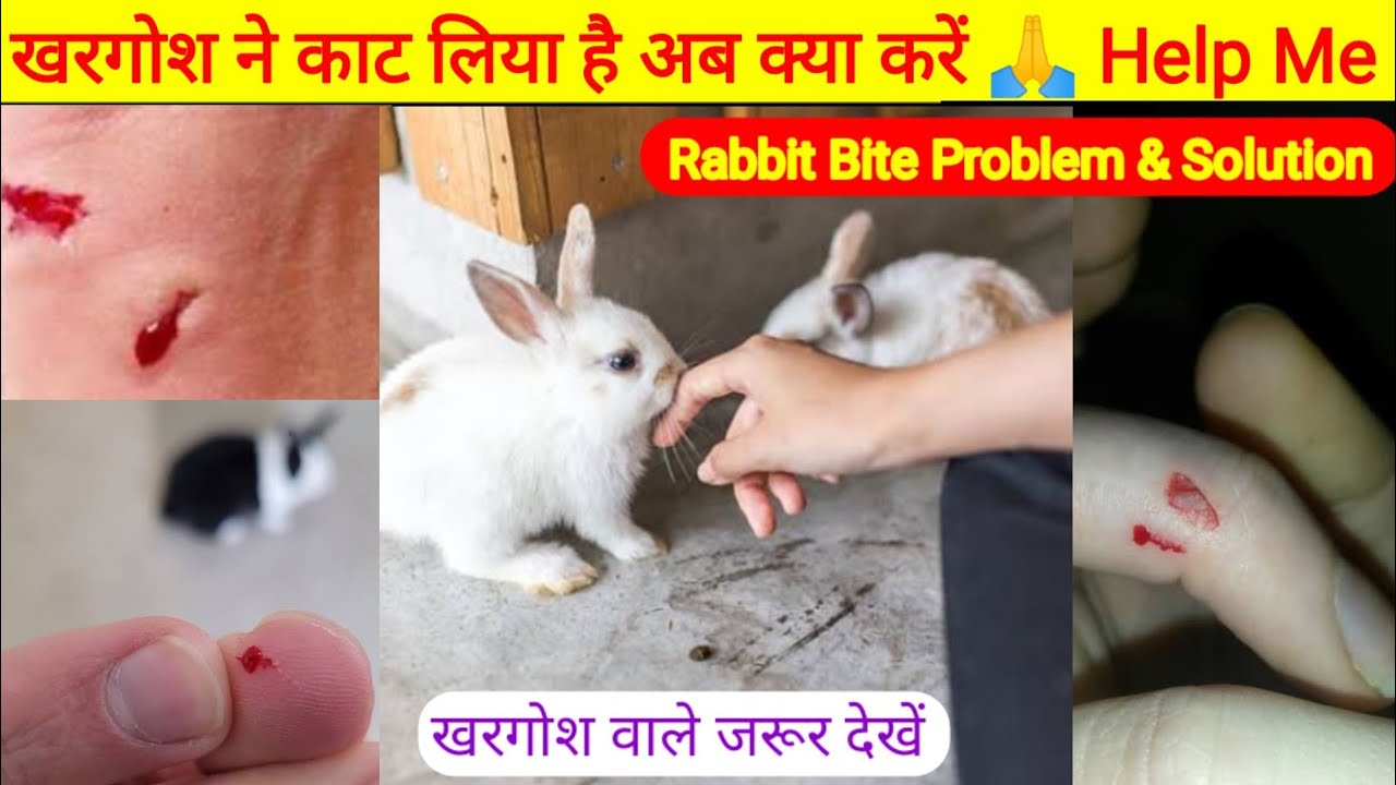Khargosh Ne Kat Liya Hai Kya Karen? Rabbit Bite Problem & Solution In Hindi/ RK Pet Rabbit ...