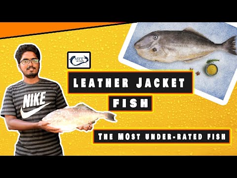 Leather Jacket Fish (#செருப்புமீன்) (Most Underrated fish) - Its ...
