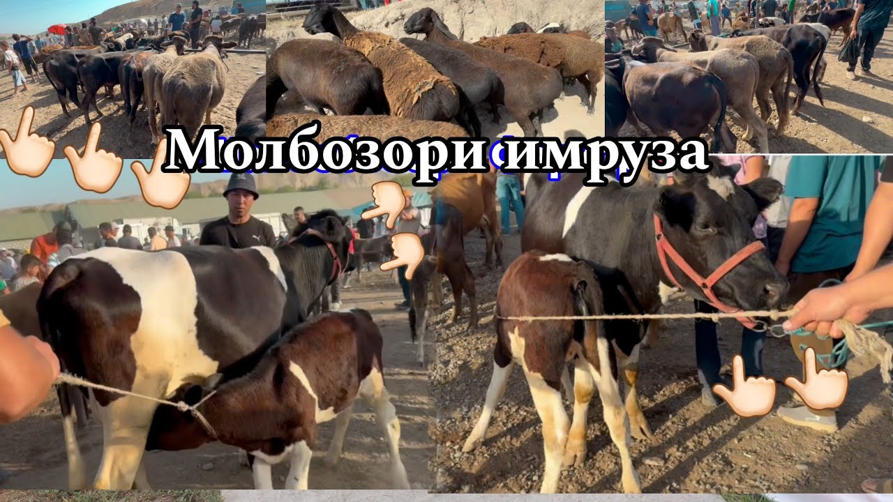 Дар Молбозори имруза чи гап шуд Шанбебозори Фархор 21 июля 2024 г