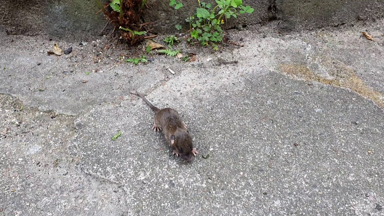 Baby Ratte, baby rat - YouTube
