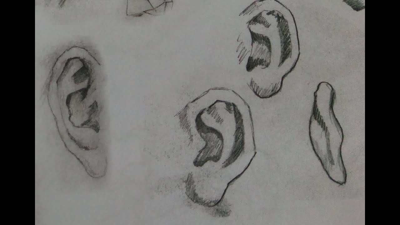 How To Draw Types Of Ears With Charcoal. - YouTube