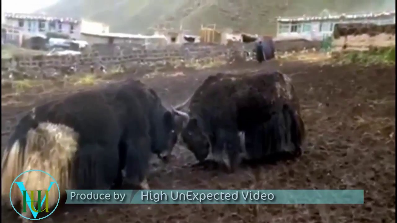 Terrifying Yak Fight in Tibet with Bonus Video episode 03 - YouTube