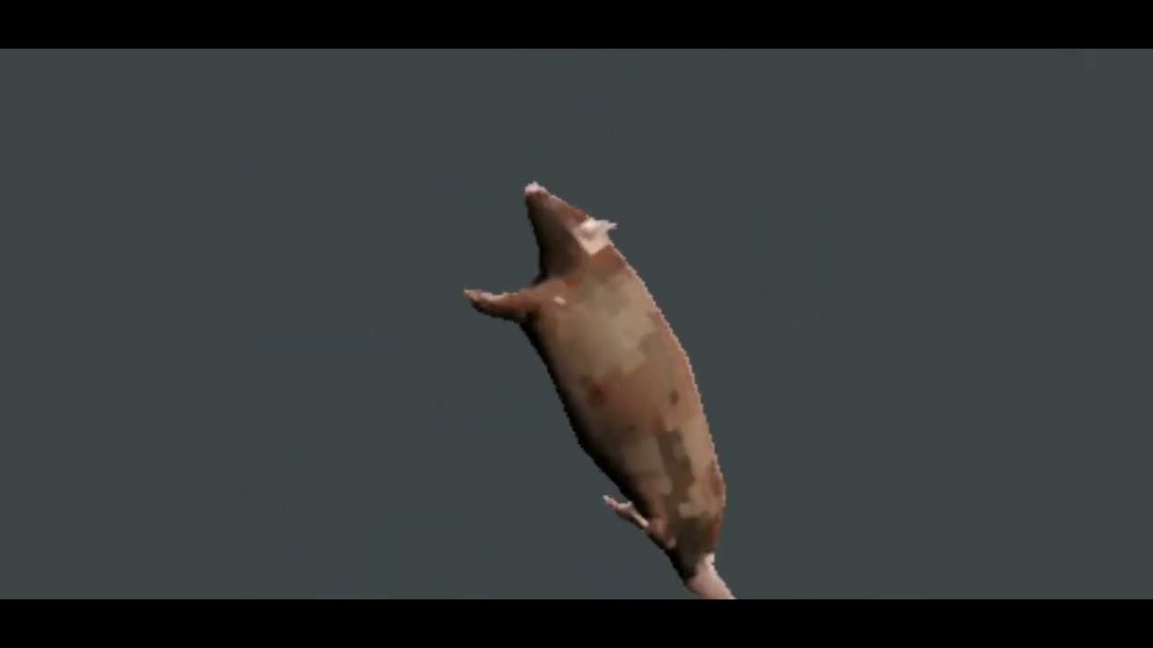 spinning rat - YouTube