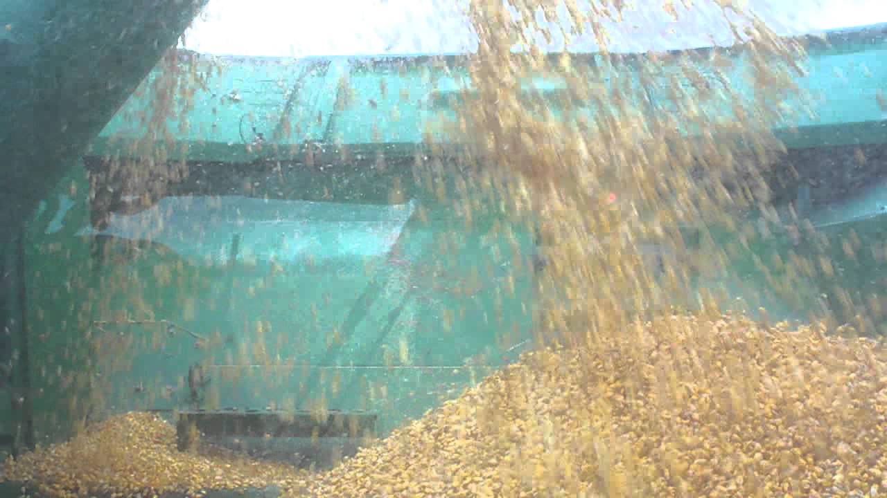 combined corn dumping into storage hopper on combine - YouTube