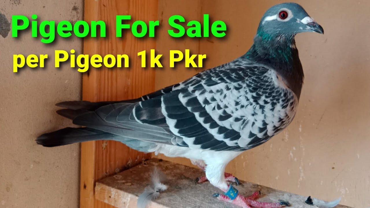 Racer Pigeon For Sale | Cheap Price - YouTube