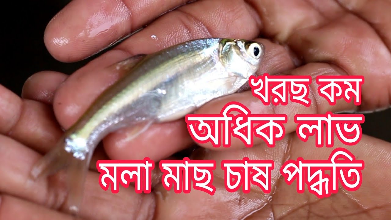 মলা মাছ চাষ, আধুনিক পদ্ধতিতে মলা মাছ চাষ, কম খরচে অধিক লাভ। mola fish ...