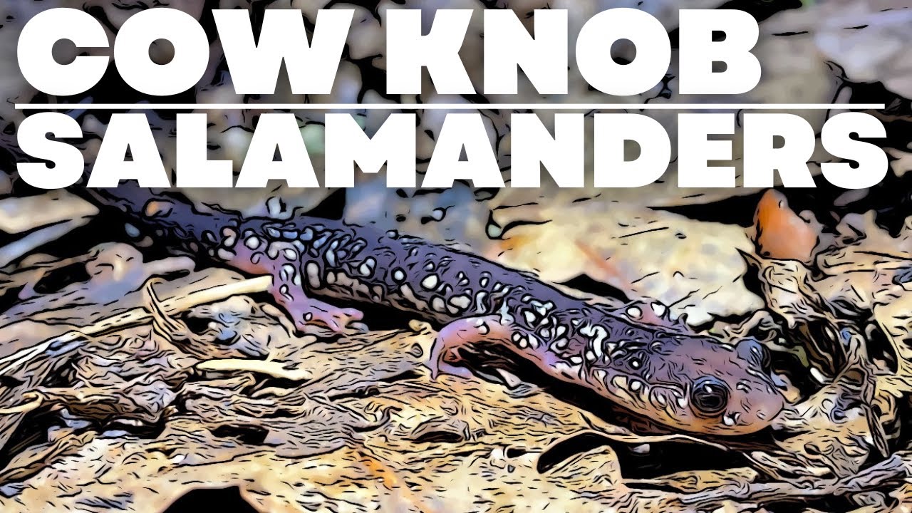 COW KNOB SALAMANDERS! | Herping the VA/WV Border - YouTube