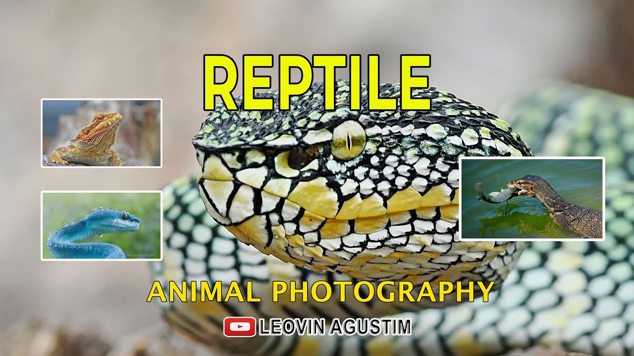 Reptile - Viper & Lizard - Animal Photography - YouTube