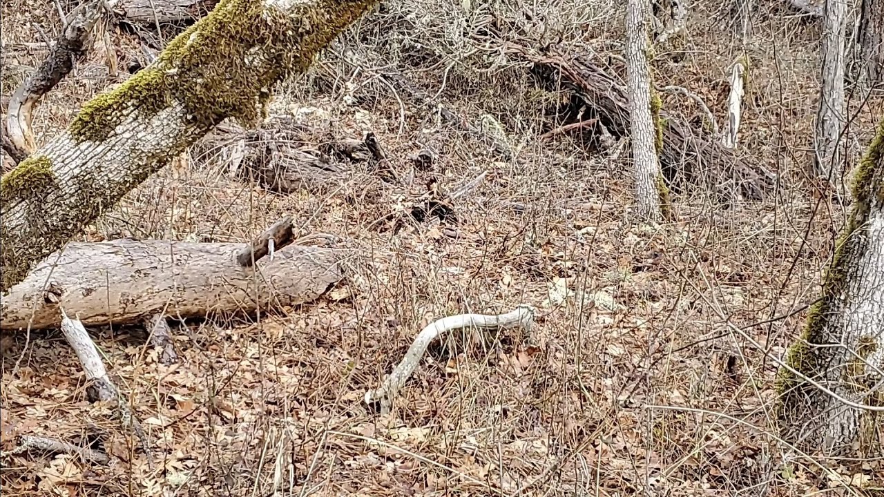Shed hunting Southern Oregon Blacktail Country! 2023 Ep. # 1 - YouTube